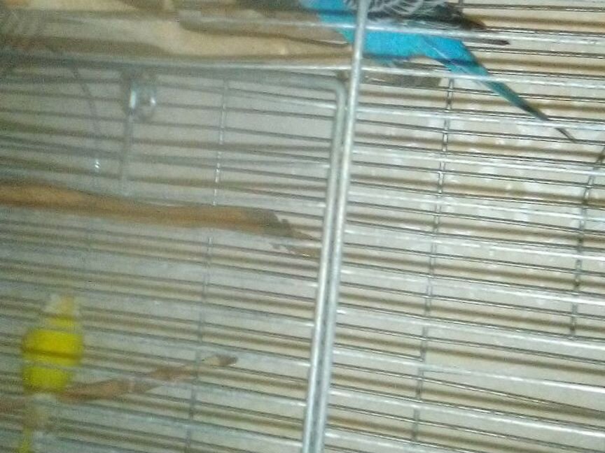 Школа для попугаев