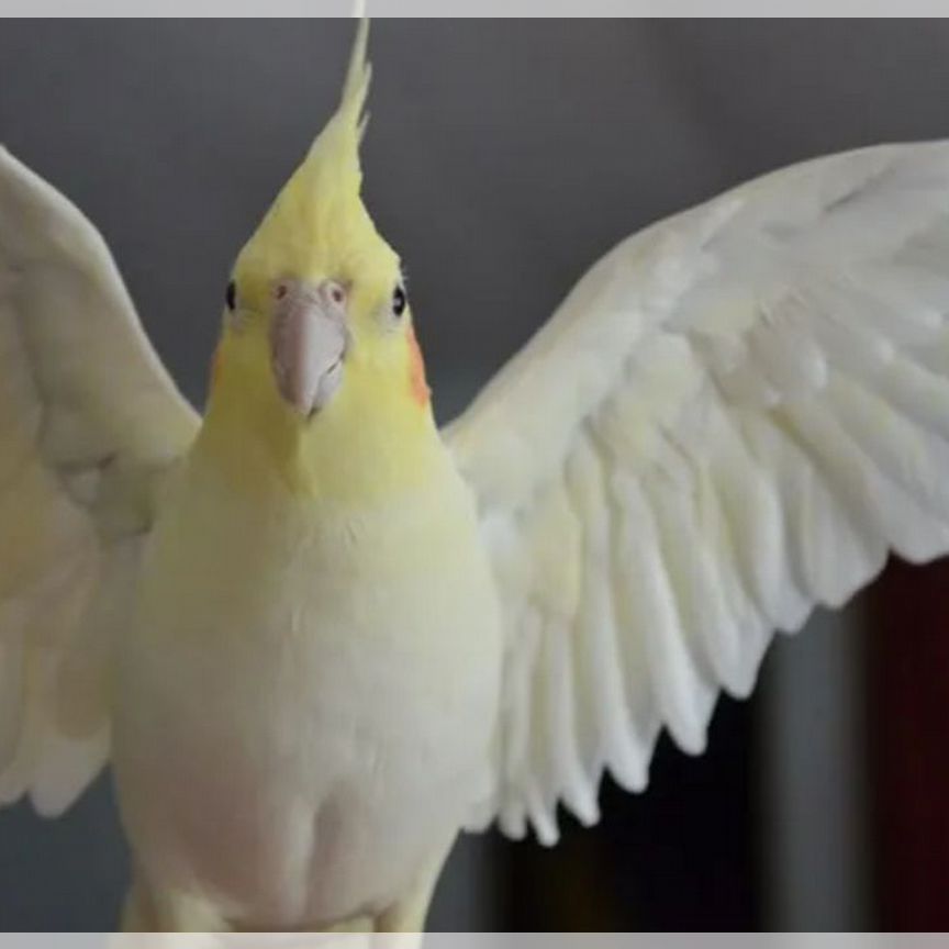 Попугай Корелла Ручной