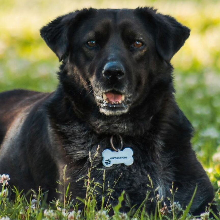 Взрослая собака в добрые руки