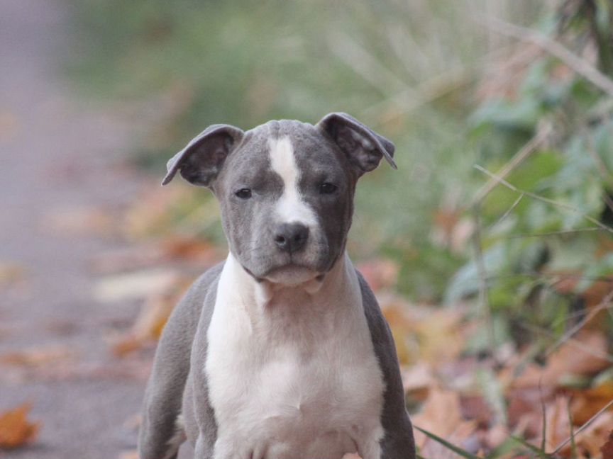 Ам.стафф терьер голубого окраса