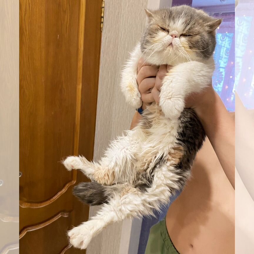Экзотическая короткошерстная кошка