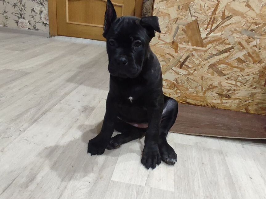 Щенки кане корсо