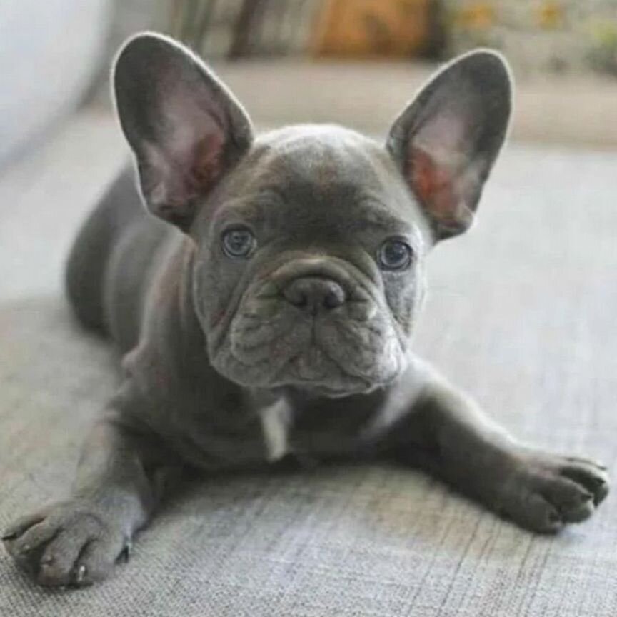 Французский бульдог щенок