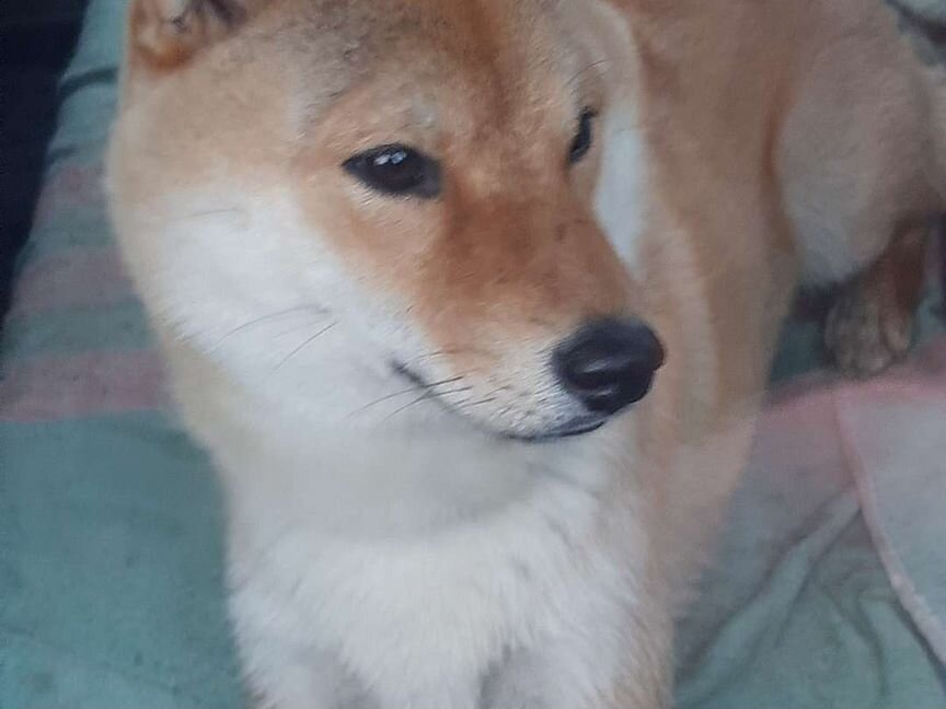 Акита ину вязка