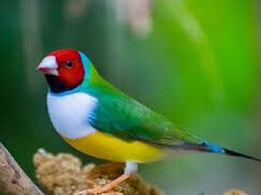 Амадины гульда (белая грудка/природники)