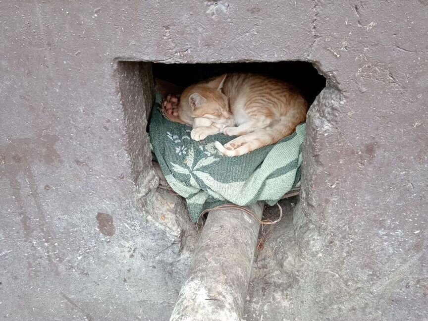 Котенок, подросток, ласковый в добрые руки