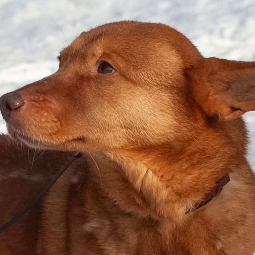 Собачка для квартиры