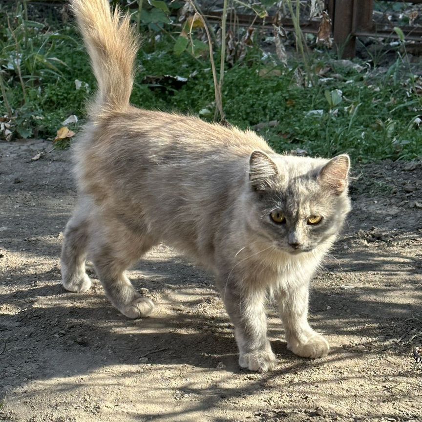 Нежная кошечка