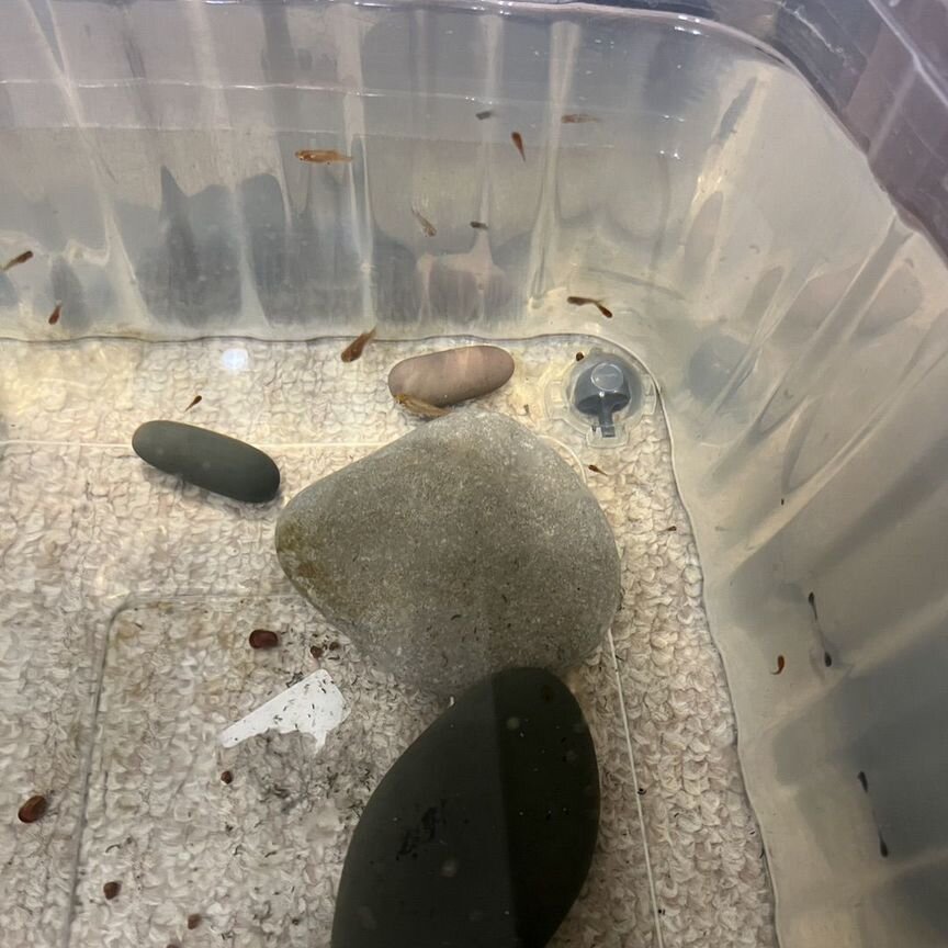 Продам пецилии