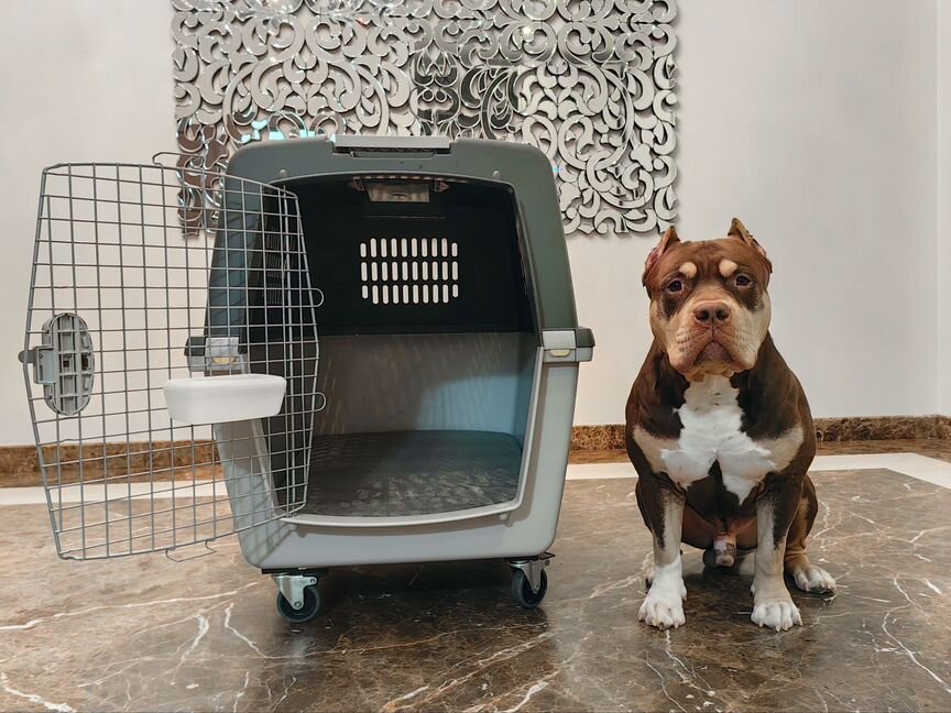 Переноска бокс gulliver 7