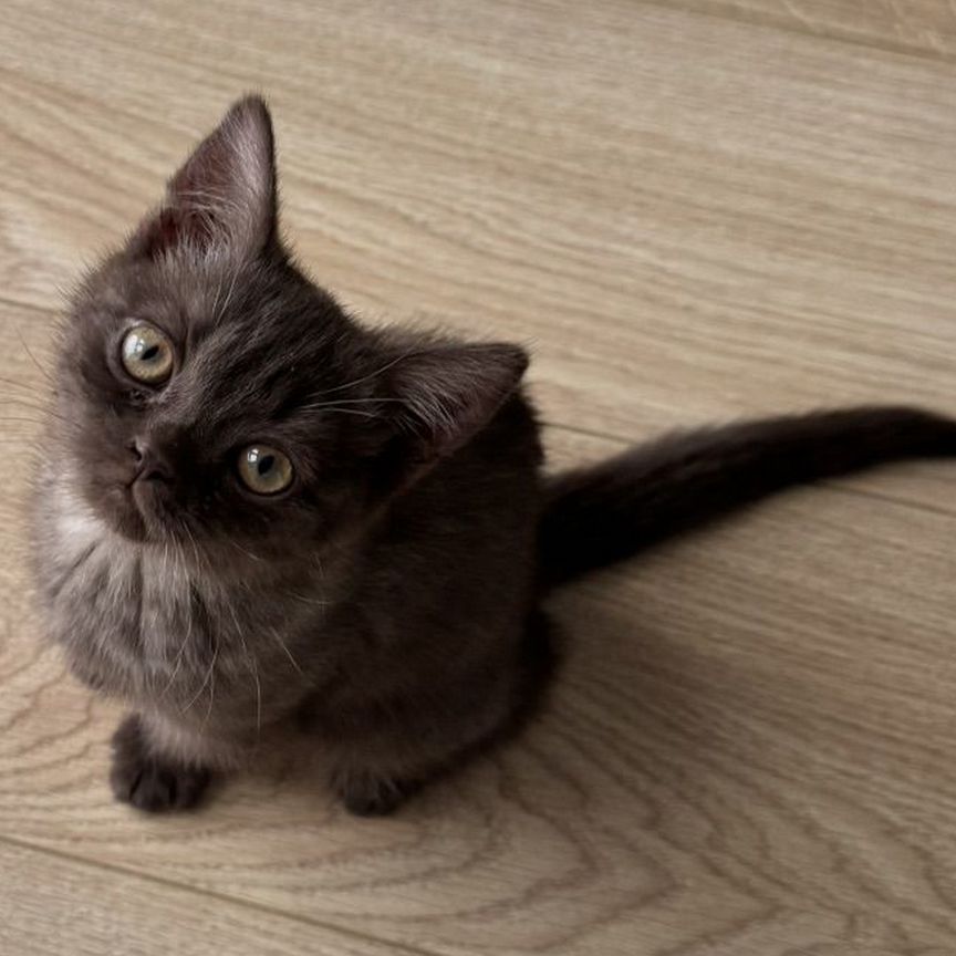 Шотландский прямоухий длинношёрстный котёнок