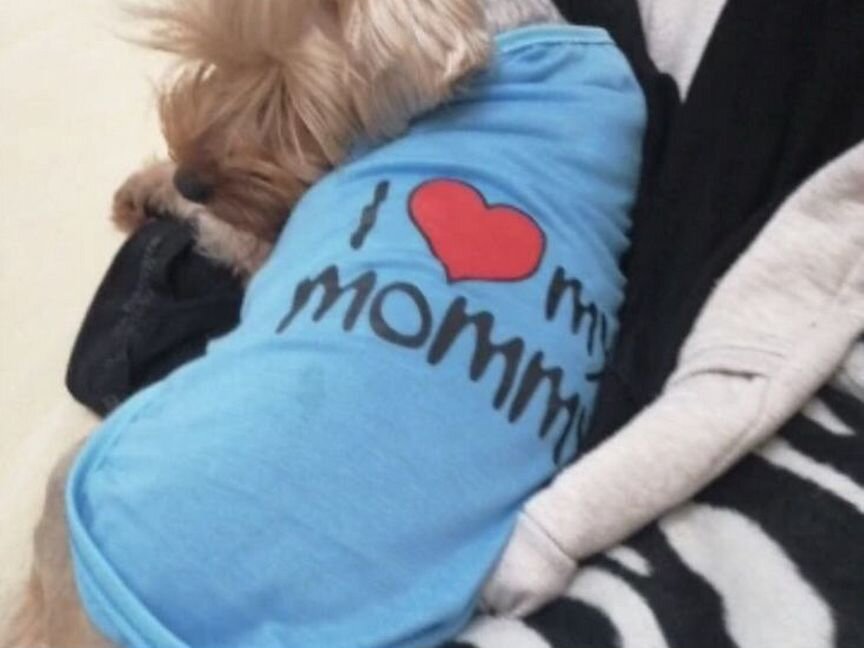 Одежда для собак