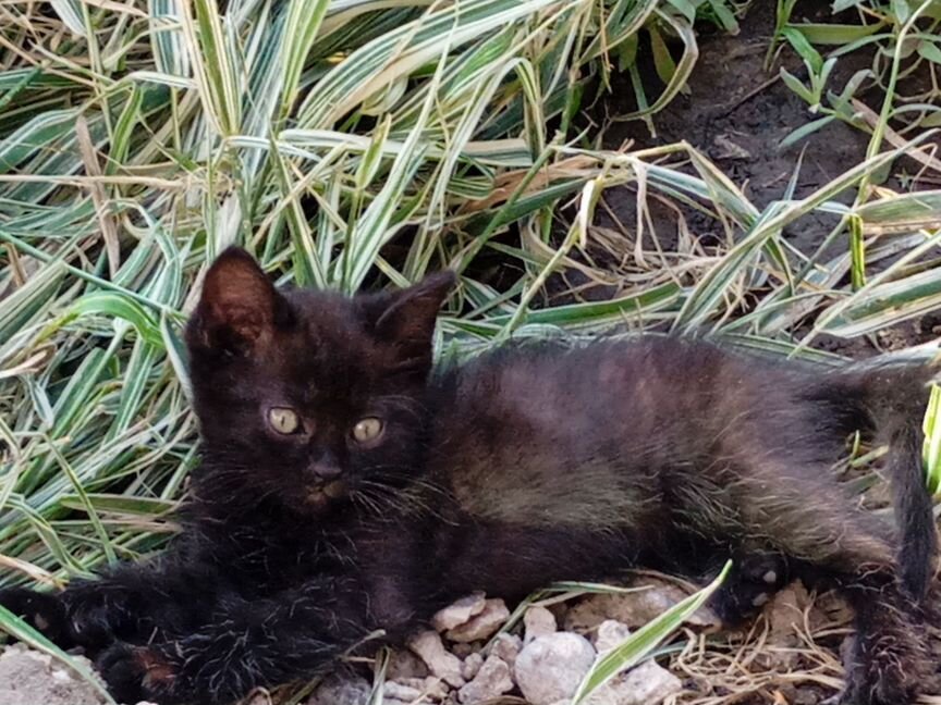 Отдам в добрые руки. С доставкой