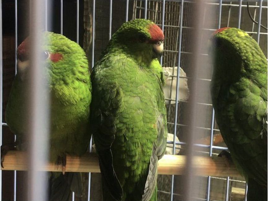Попугай новозеландский какарик