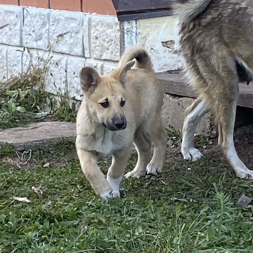 Лайка метис ищет дом