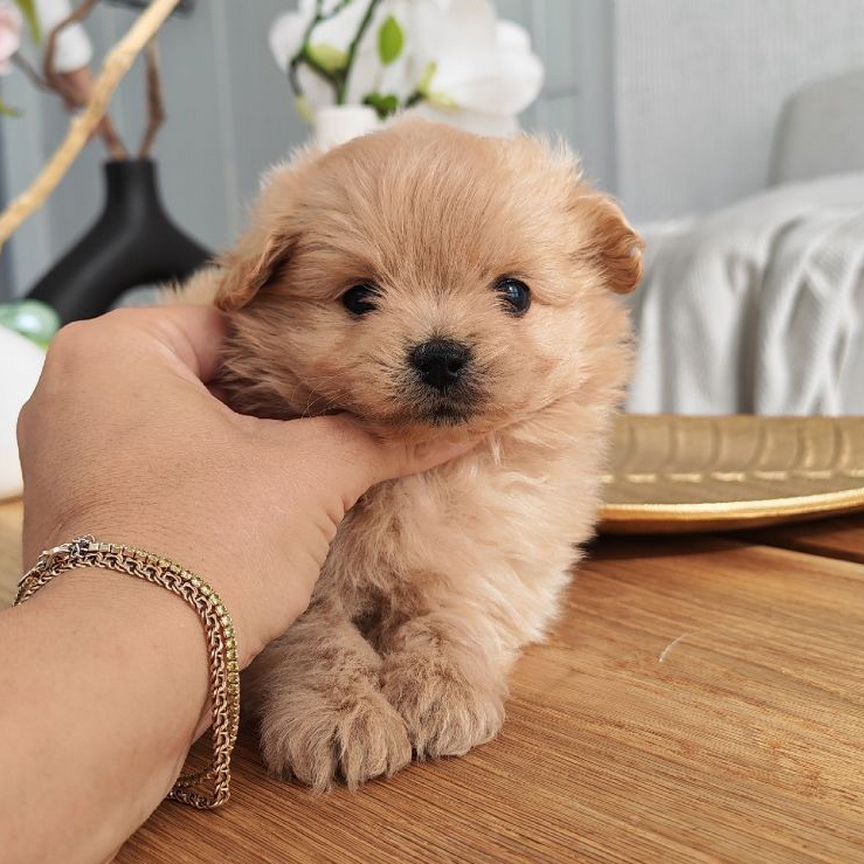 Мальтипу, щенок