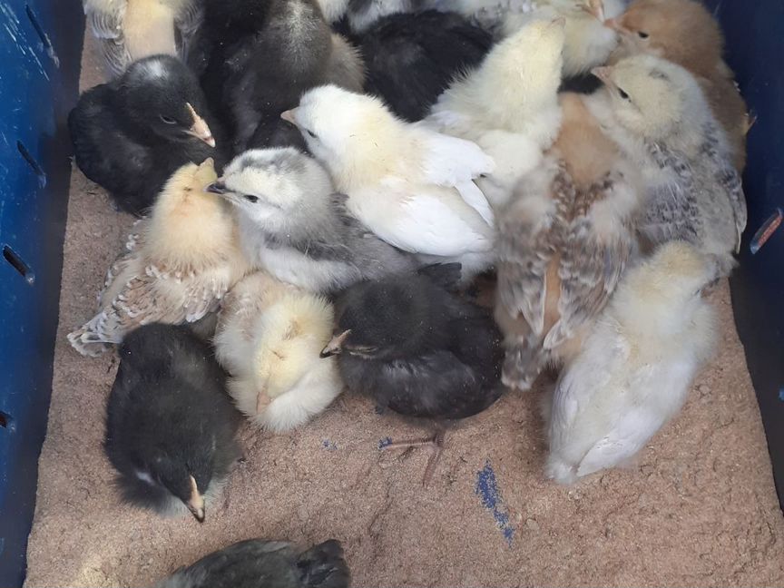 Цыпленок брама,мараны,декалб