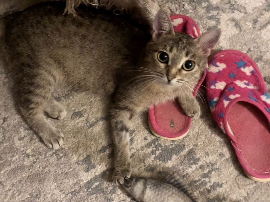 Мини кошка ищет дом