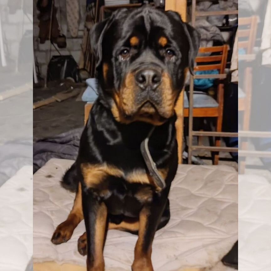 Ротвейлер, взрослый пёс