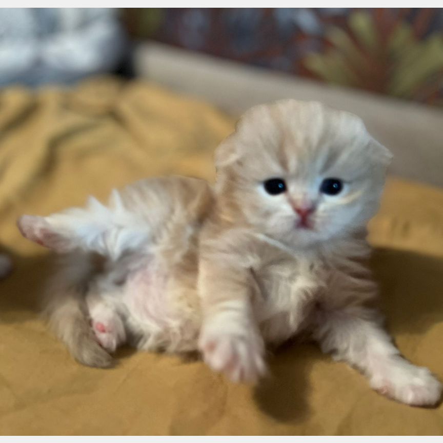 Шотландская вислоухая