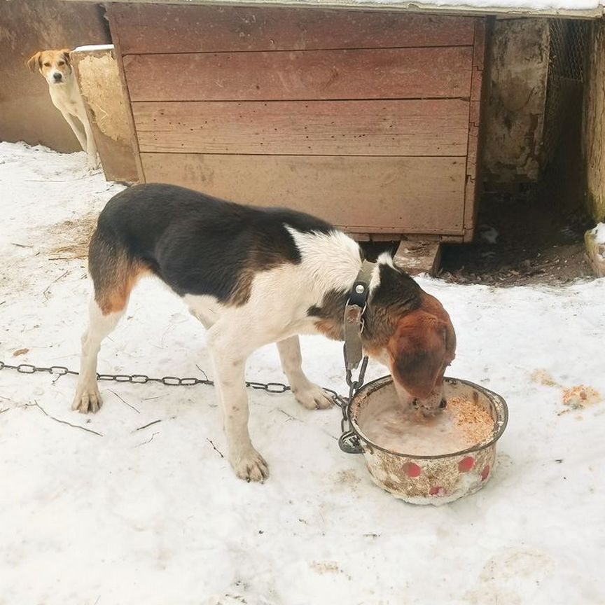 Бигль 8 месяцев