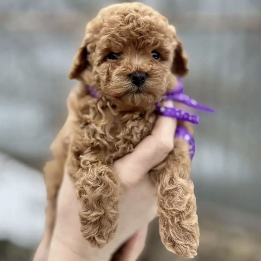 Той-пудель, щенок