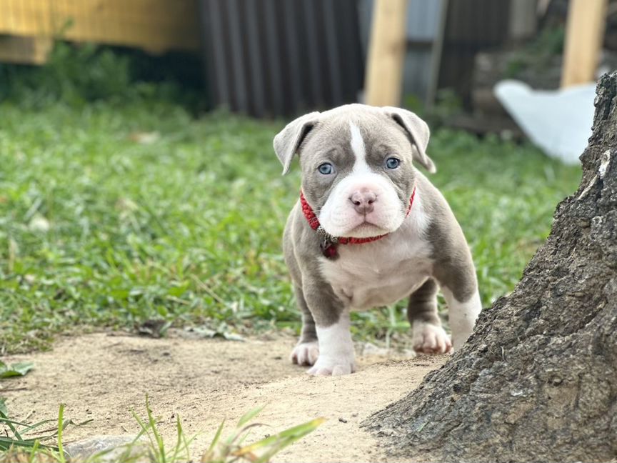 Американский булли, девчонка