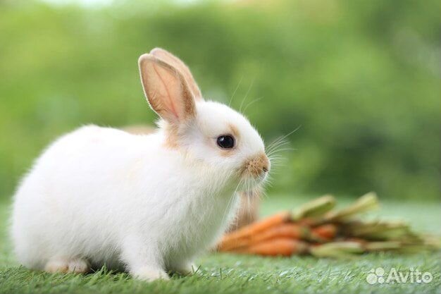 Мини карликовый кролик