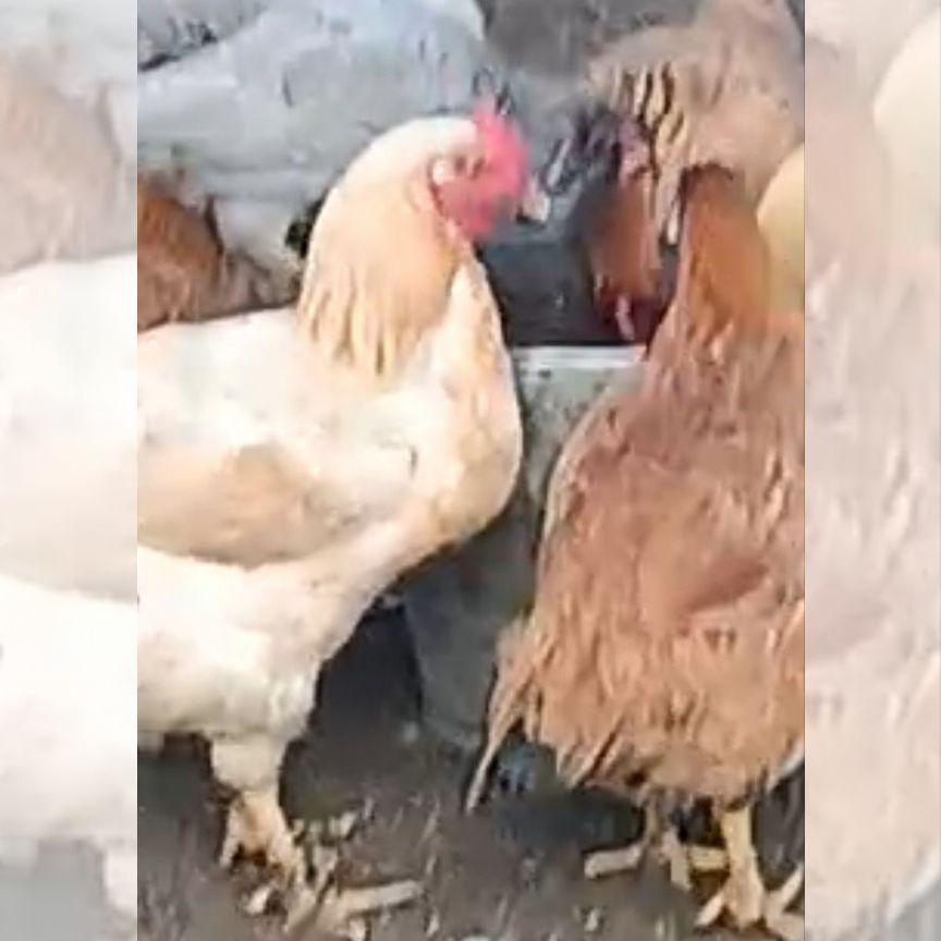 Куры молодки домашние