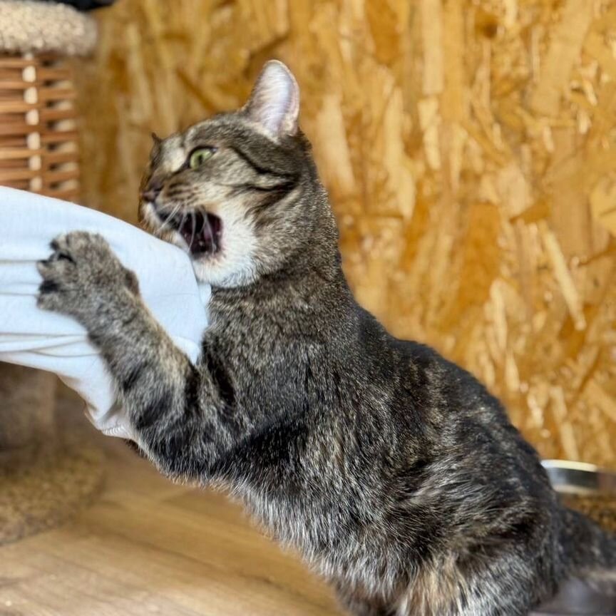 Нежная мурлыка любящая сидеть на ручках