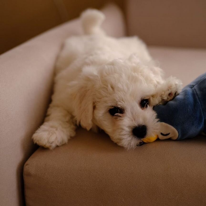 Собаки щенки бишон фризе