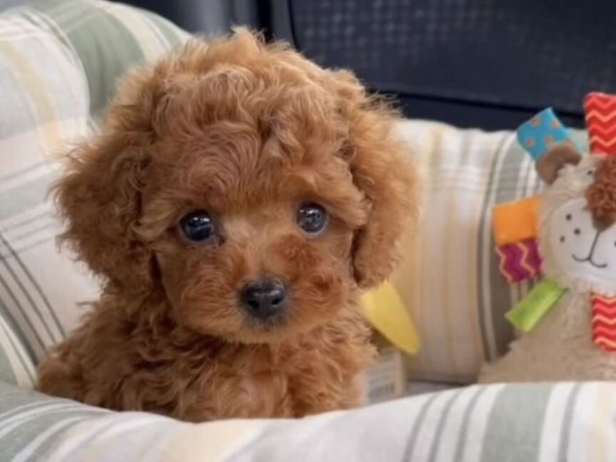 Курносик мальтипу