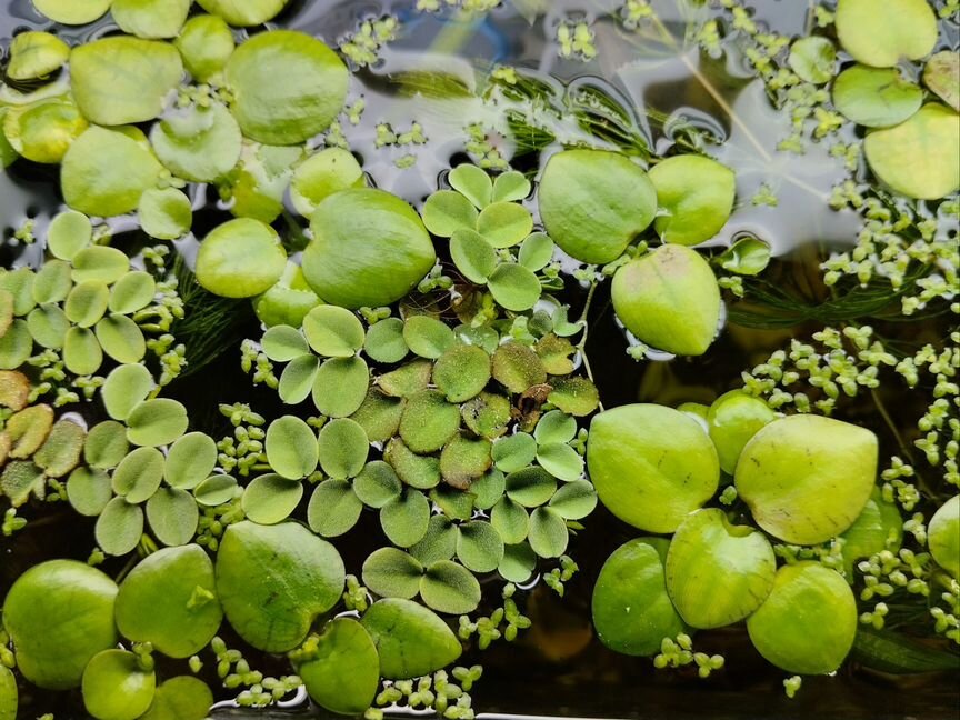 Аквариумные растения