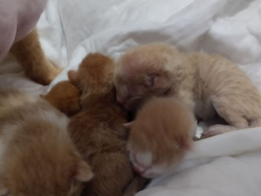 Котята от сфинкса