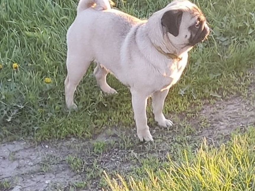 Мопсы продажа