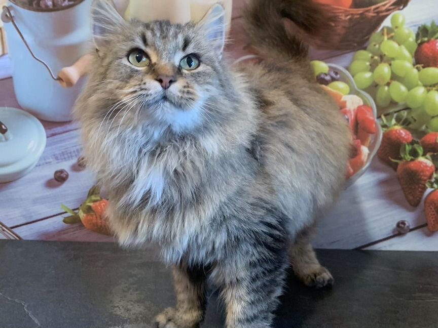 Потрясающая кошечка