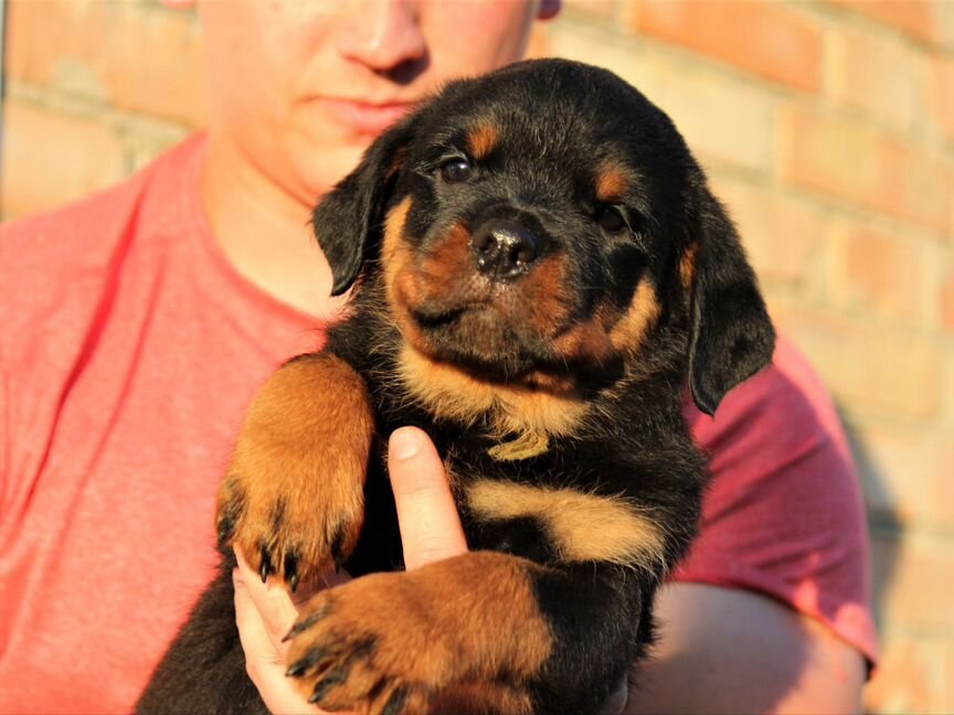 Ротвейлер щенки продажа