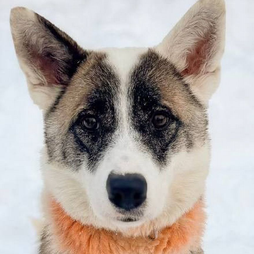 Взрослая собака в добрые руки