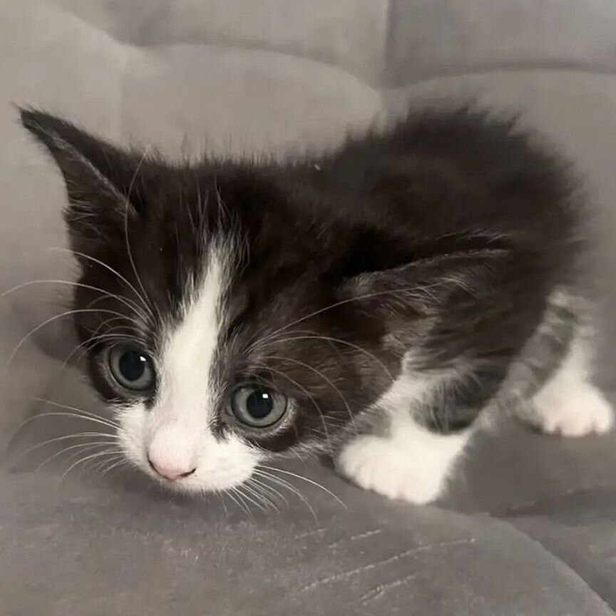 Котёнок в добрые руки