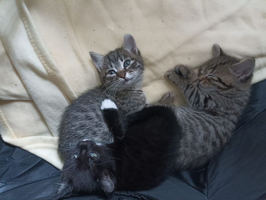 Отдам котят бесплатно от домашней кошки в добрые р