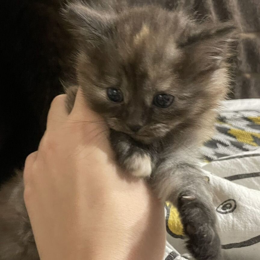 Котята бесплатно