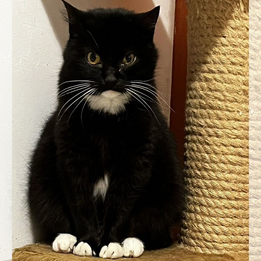 Кошка