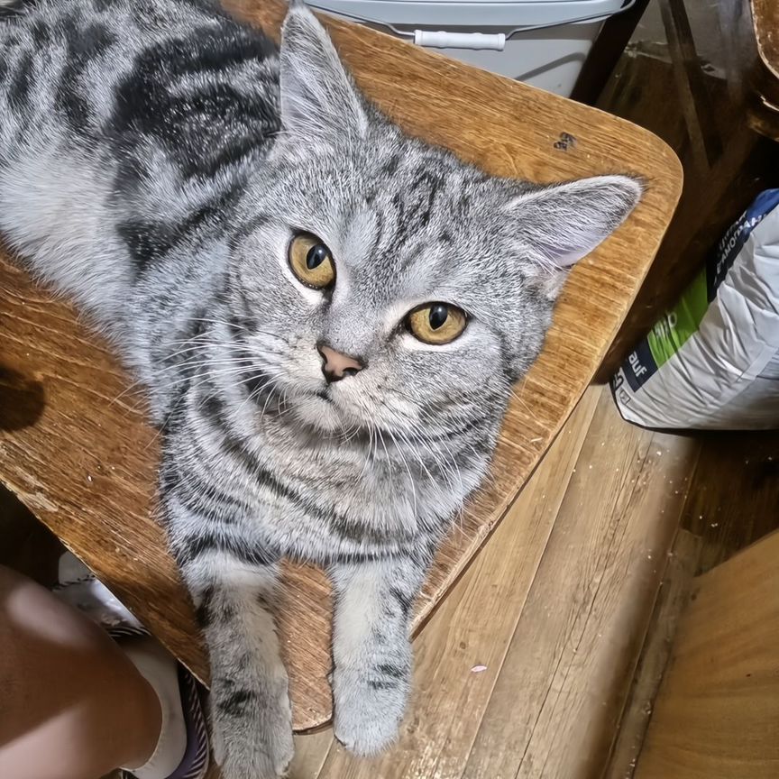 Британский короткошёрстный котёнок