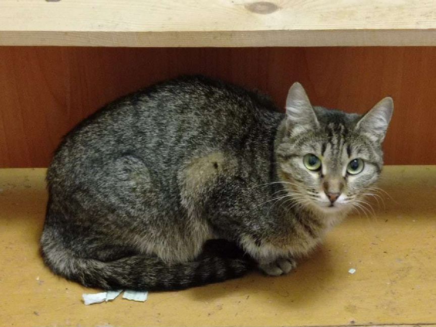 Кошечка Мия ищет дом