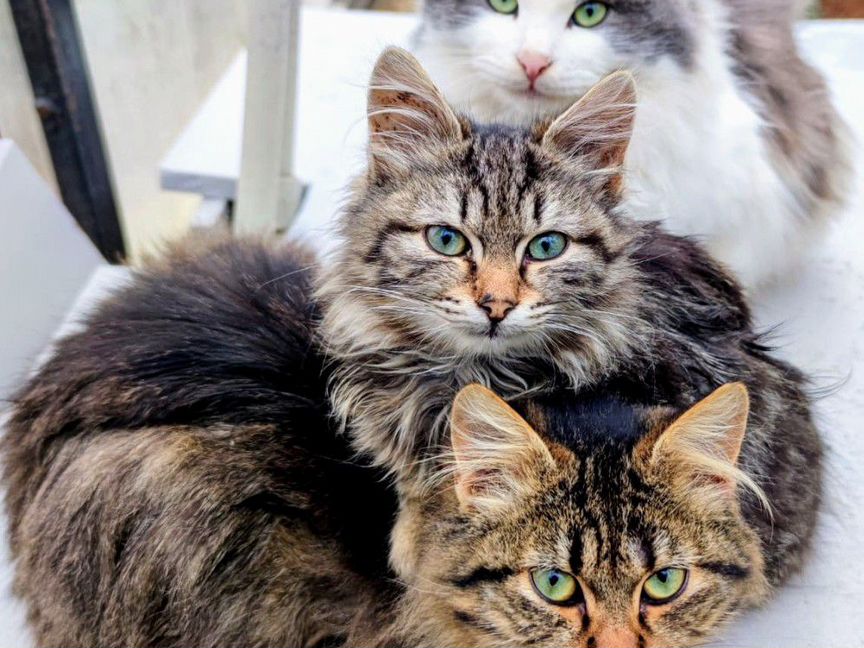 Котята в добрые руки