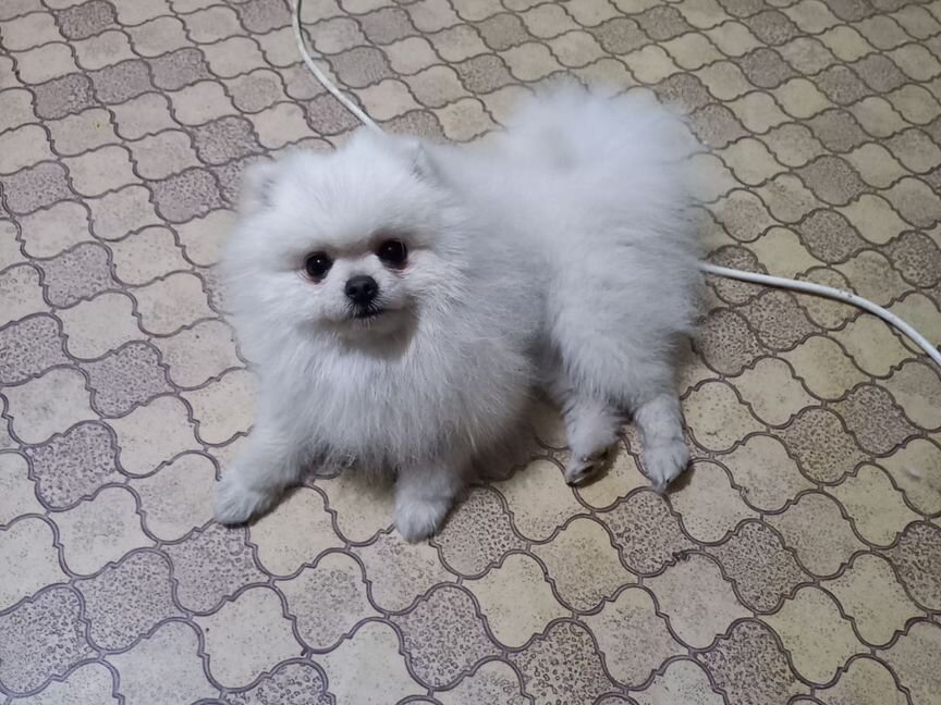 Померанский шпиц