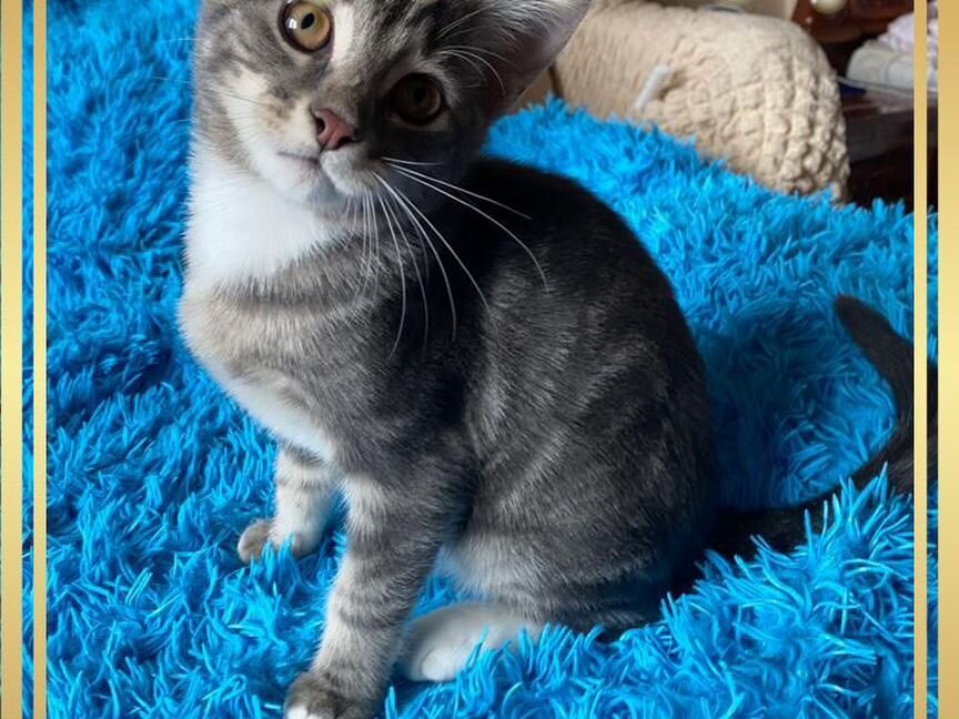 Котенок в дар