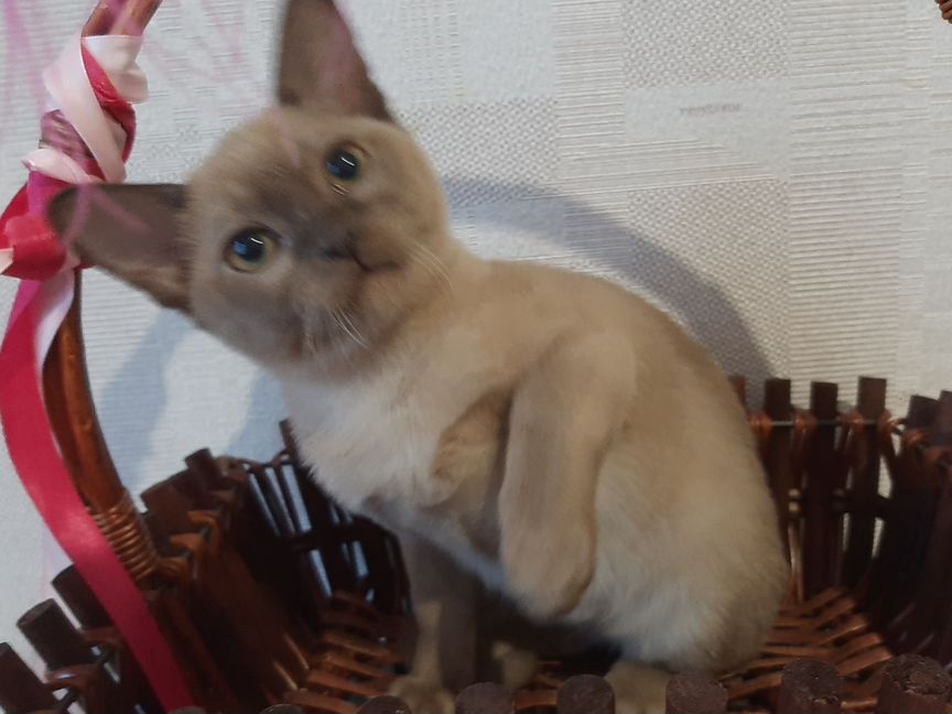 Бурманский шоколадный мальчик