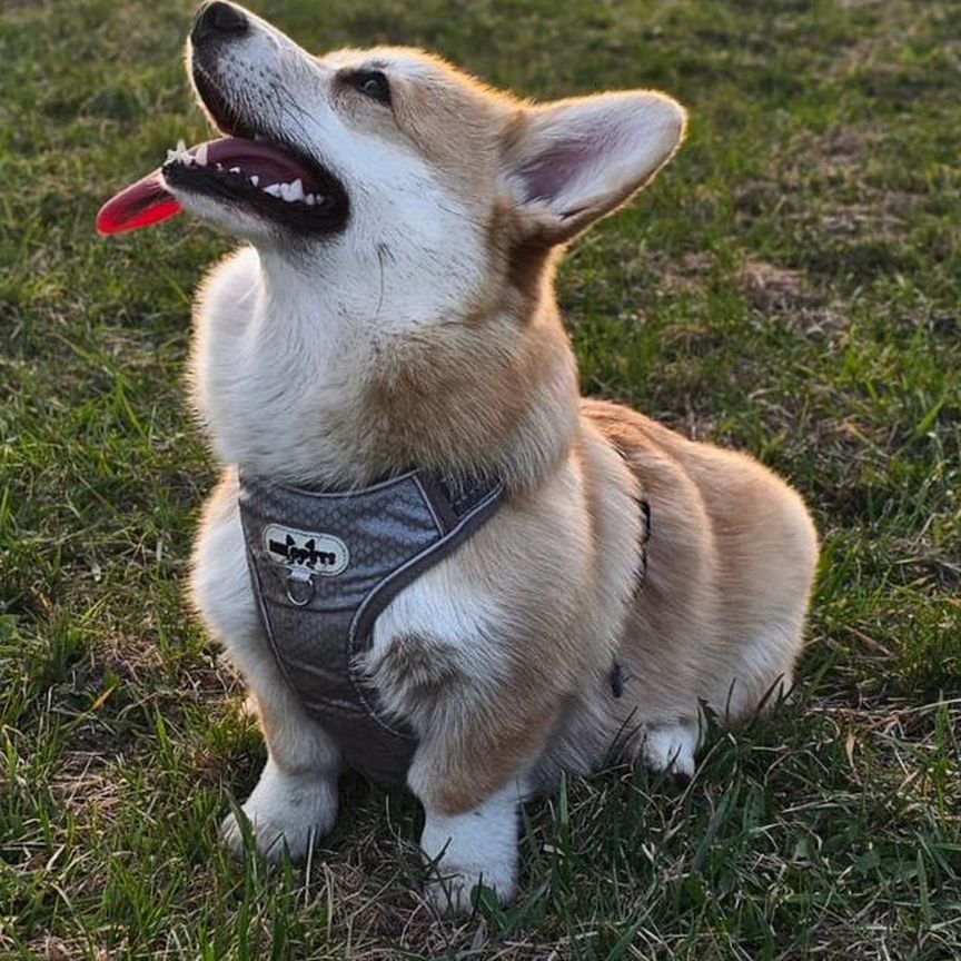 Вязка собак вельш-корги пемброк