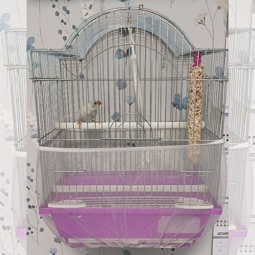 Зебровые амадины